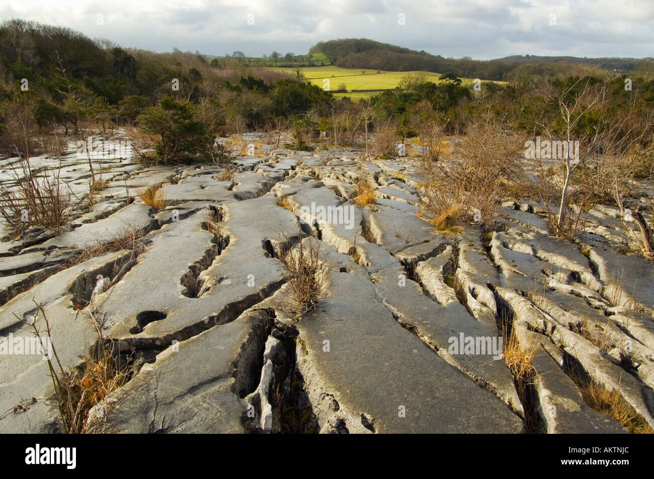 Limestone pavement at Gait Barrows National Nature Reserve in the ...