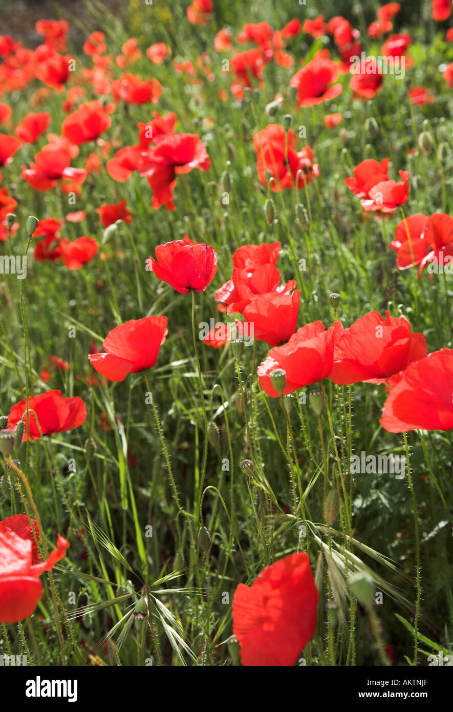 French Poppy Field Stock Photo - Alamy