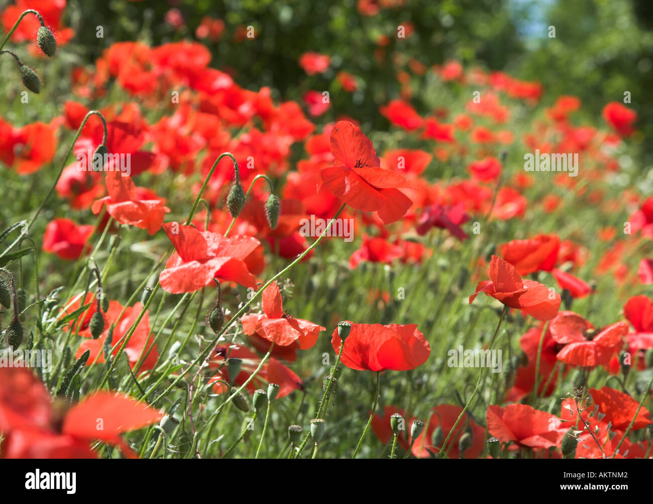 French poppy hi-res stock photography and images - Alamy