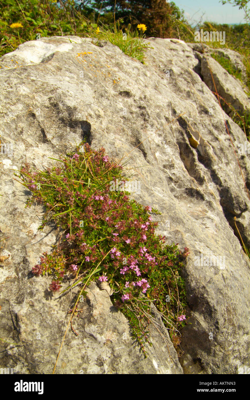 Jack scout hi-res stock photography and images - Alamy