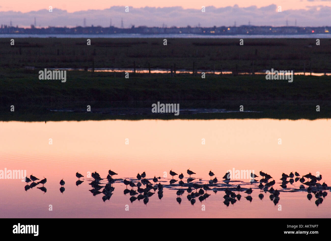 A flock of lapwings after sunset at Leighton Moss RSPB reserve near ...