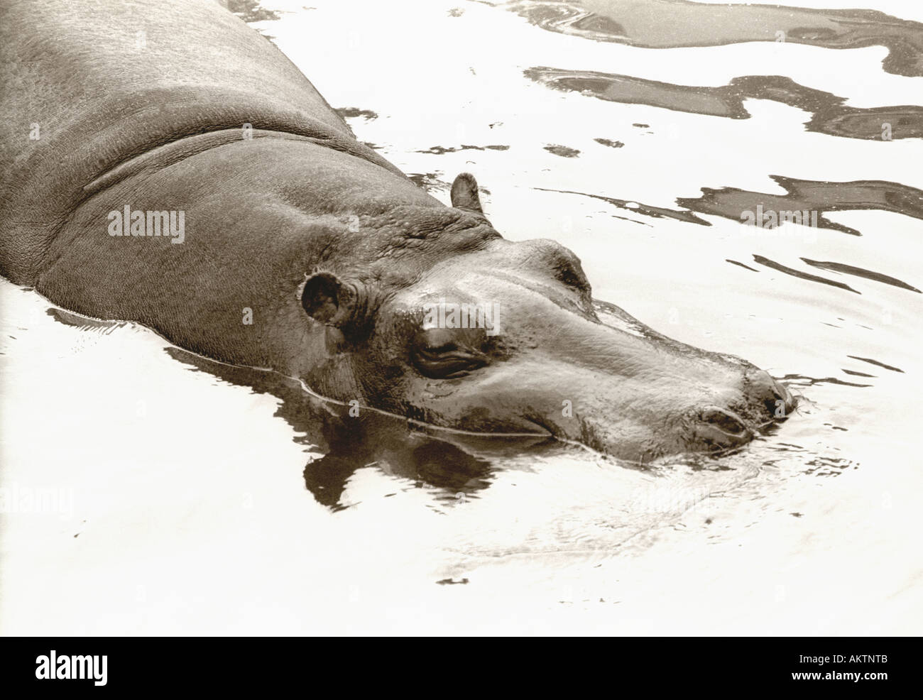 Hipo High Resolution Stock Photography and Images - Alamy