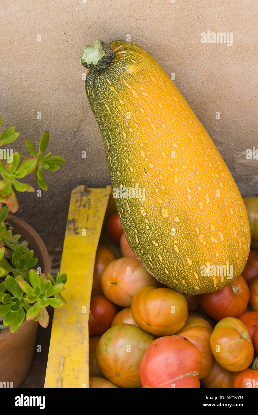 Box with home grown courgette and tomatoes Stock Photo - Alamy