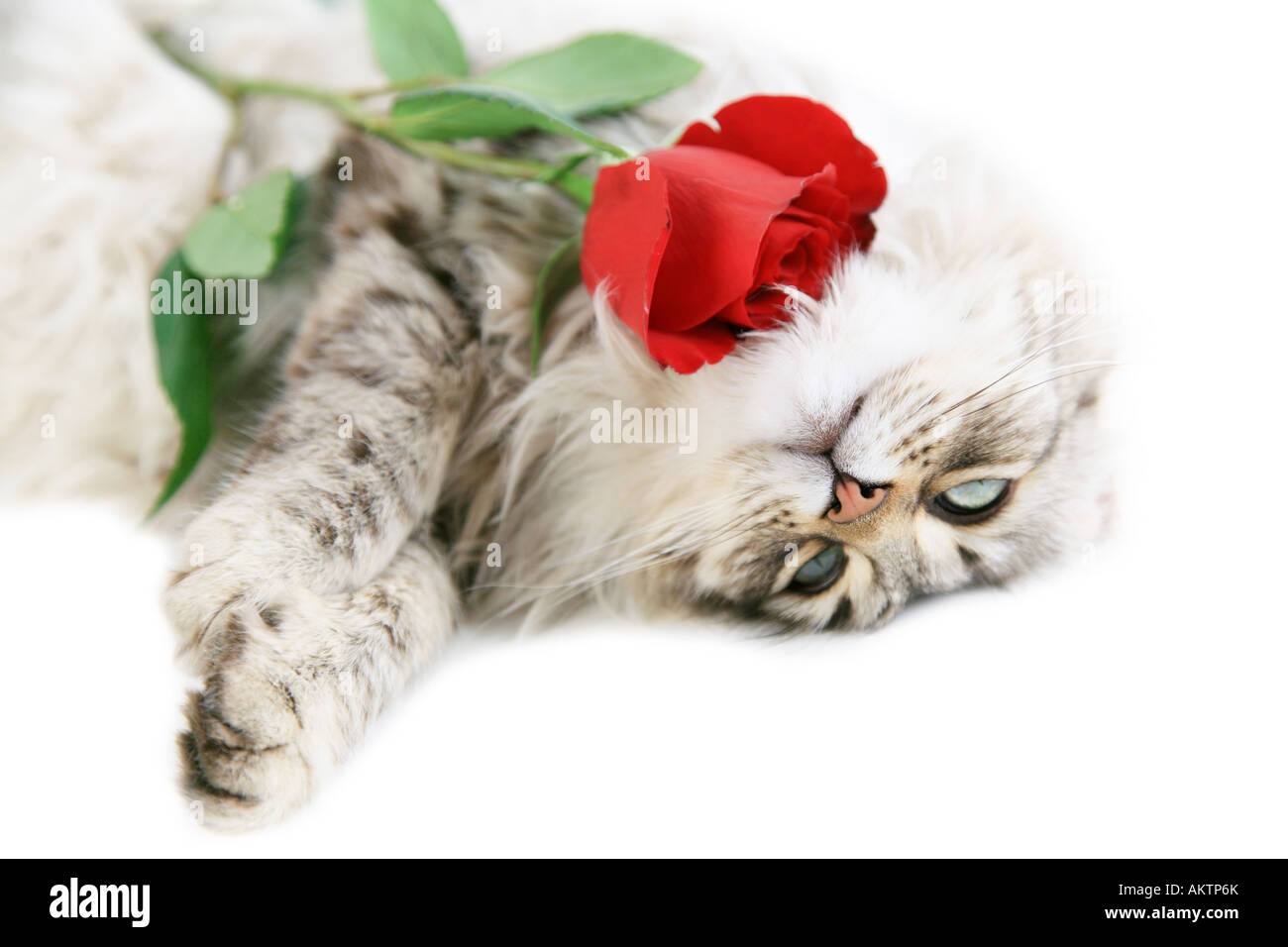 Cat yellow rose hi-res stock photography and images - Alamy