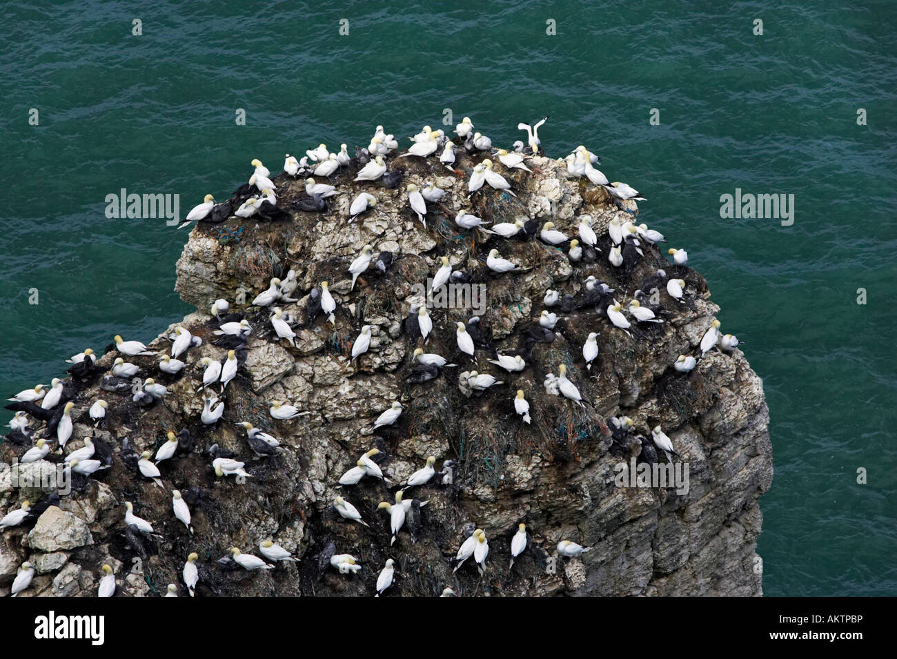 A nesting colony of Northern Gannets (Morus bassanus) at Bempton Cliffs ...