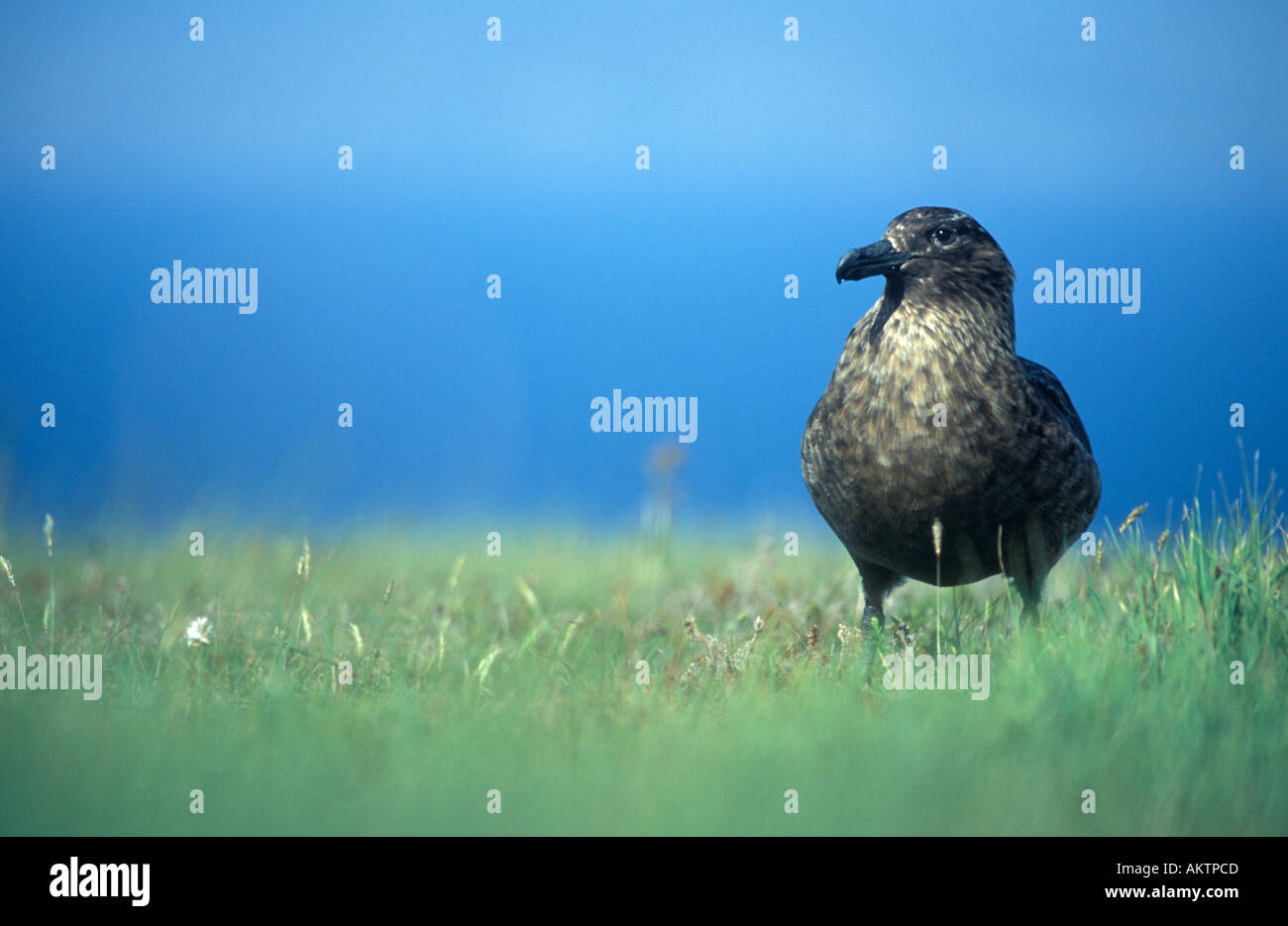 Great Skua Bonxie on the lookout for its next meal Stock Photo - Alamy