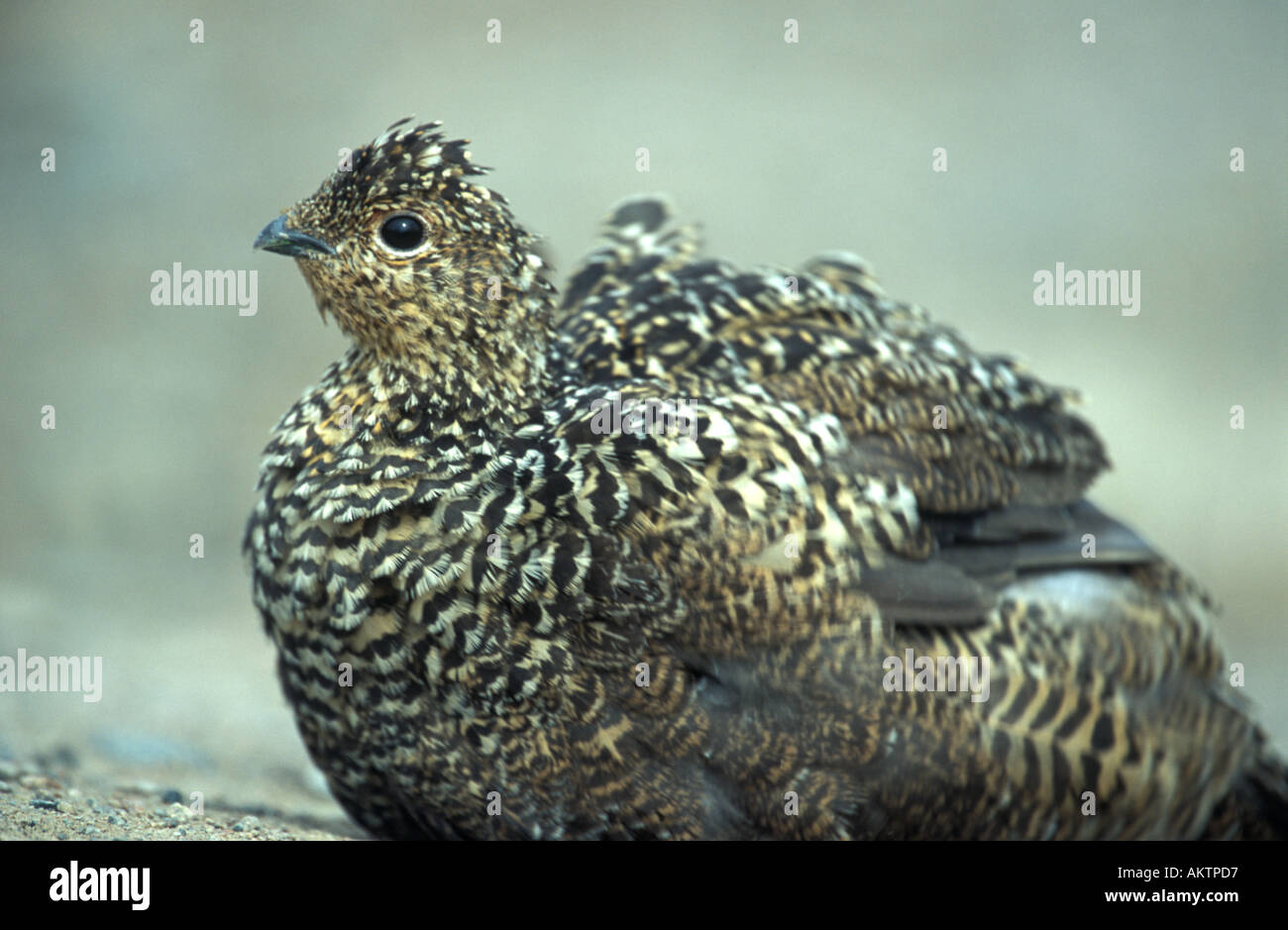 Moorland Grouse Chicks High Resolution Stock Photography and Images - Alamy