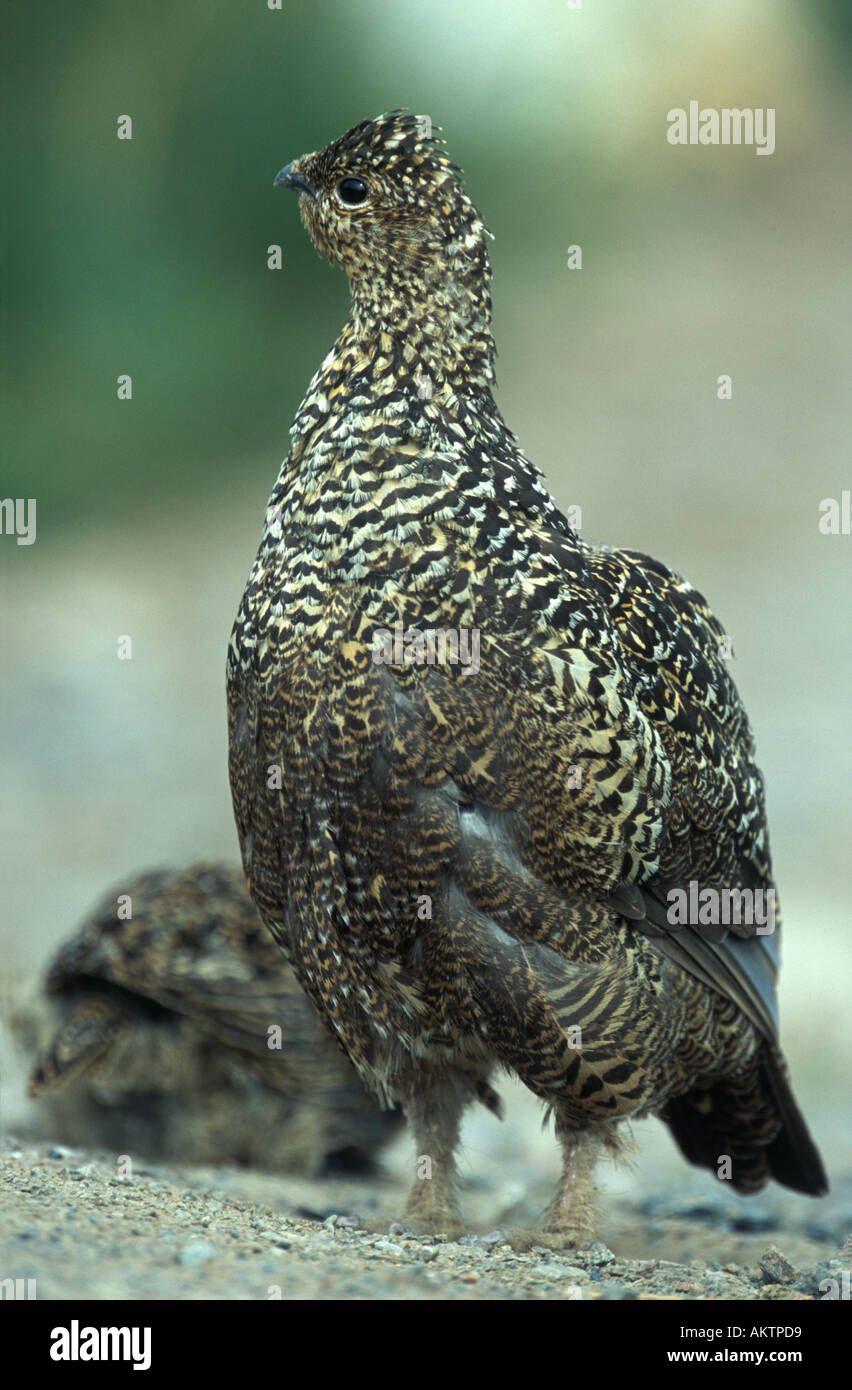 August grouse moors hi-res stock photography and images - Alamy