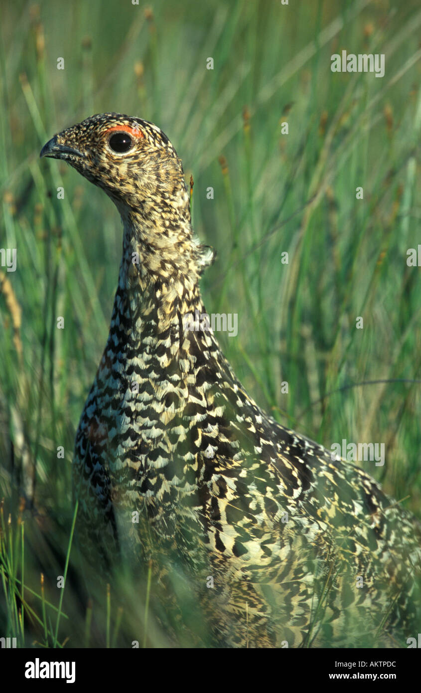 August grouse moors hi-res stock photography and images - Alamy