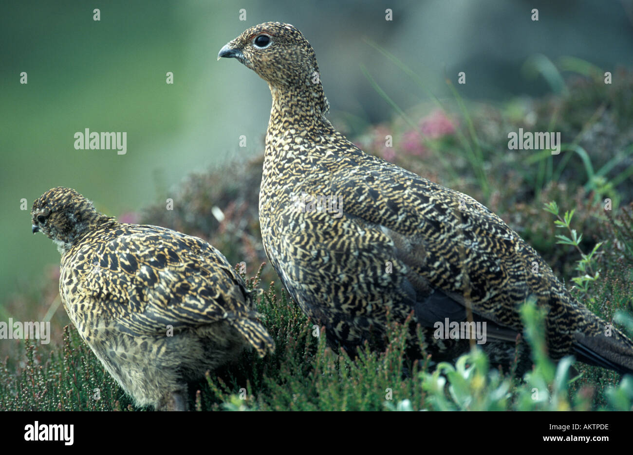 Adult and young Red Grouse Stock Photo - Alamy