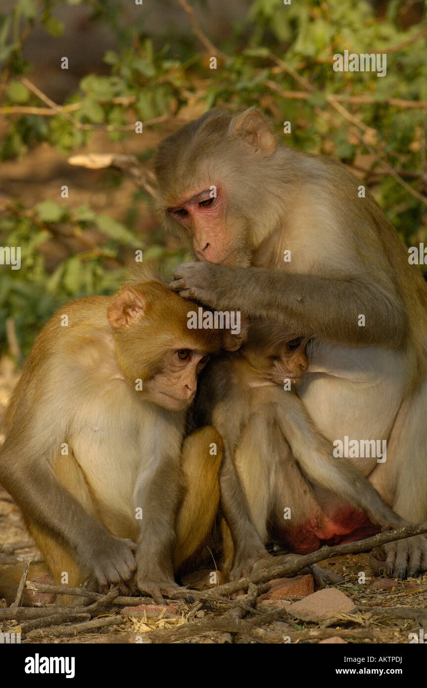 Rhesus Macaques (Macaca mulatta) grooming each other in Bharatpur National Park or Keoladeo ...