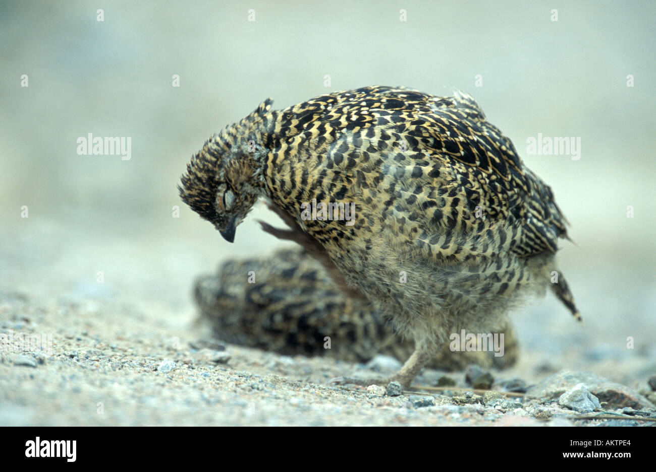 August 12th grouse hi-res stock photography and images - Alamy