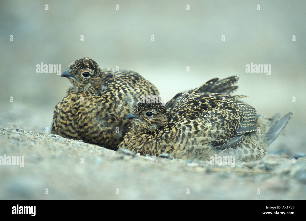Grouse game bird hi-res stock photography and images - Alamy