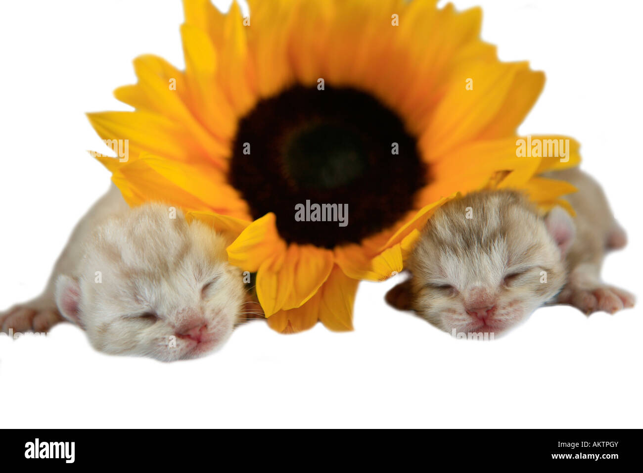 Two kittens with yellow sunflower isolated on white Stock Photo - Alamy