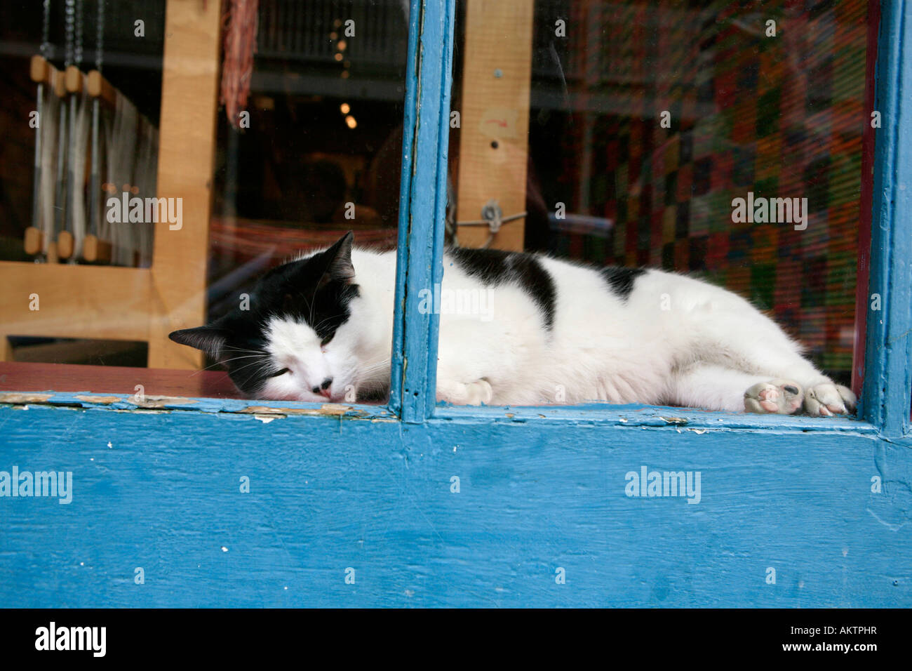 Cat napping in window Stock Photo - Alamy