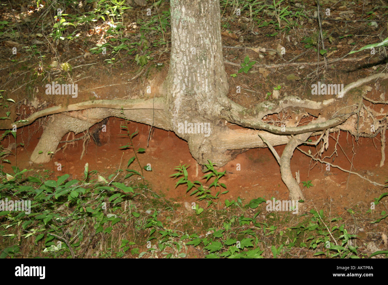 Exposed tree roots Stock Photo - Alamy