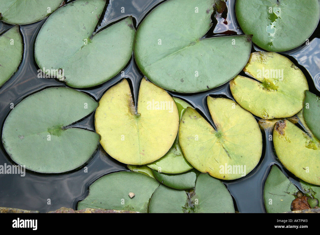 Lily pads on water Stock Photo - Alamy