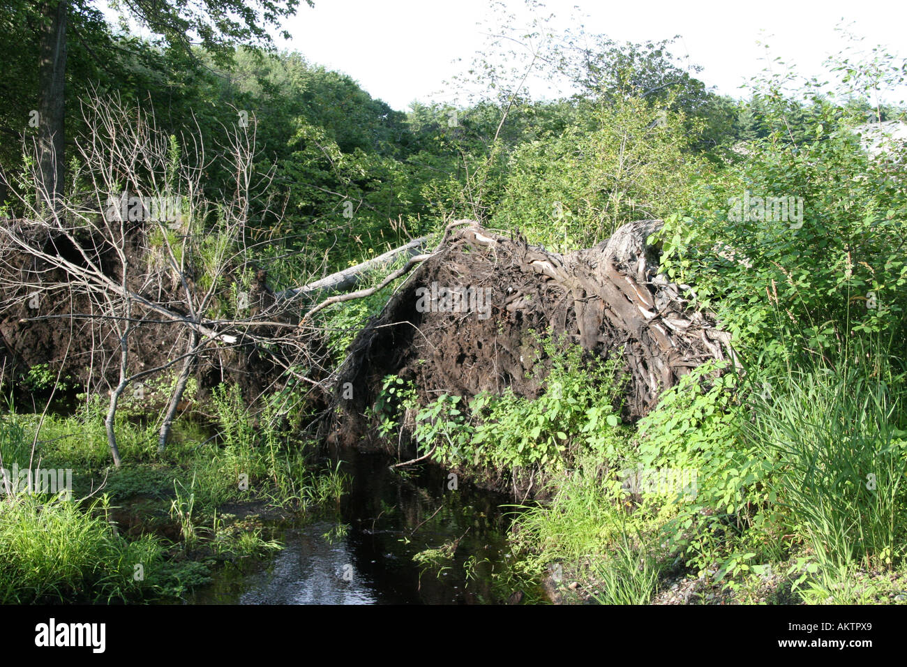 Felled tree and exposed roots with new plants growing in exposed soil ...
