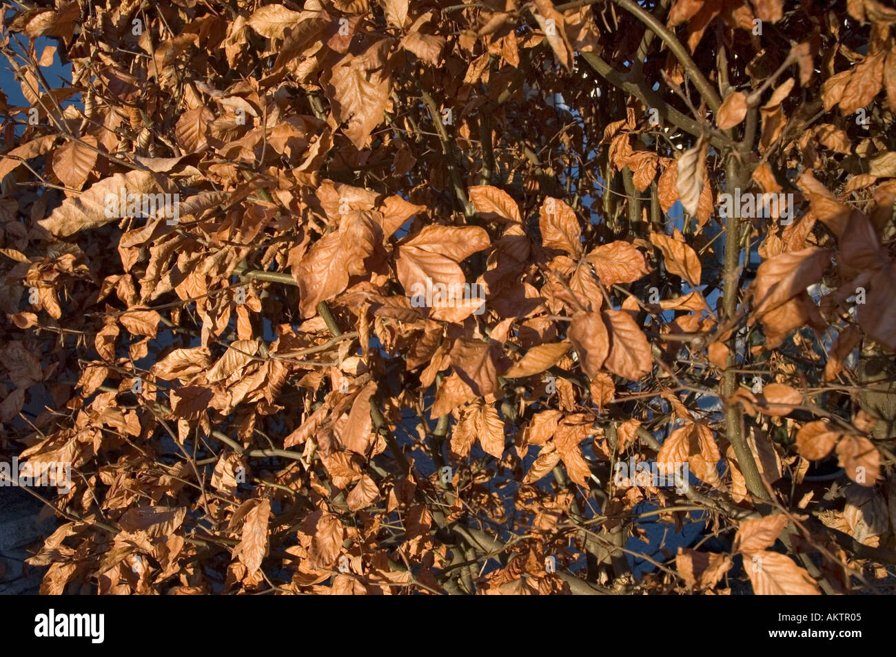 Beech hedge in winter Stock Photo - Alamy