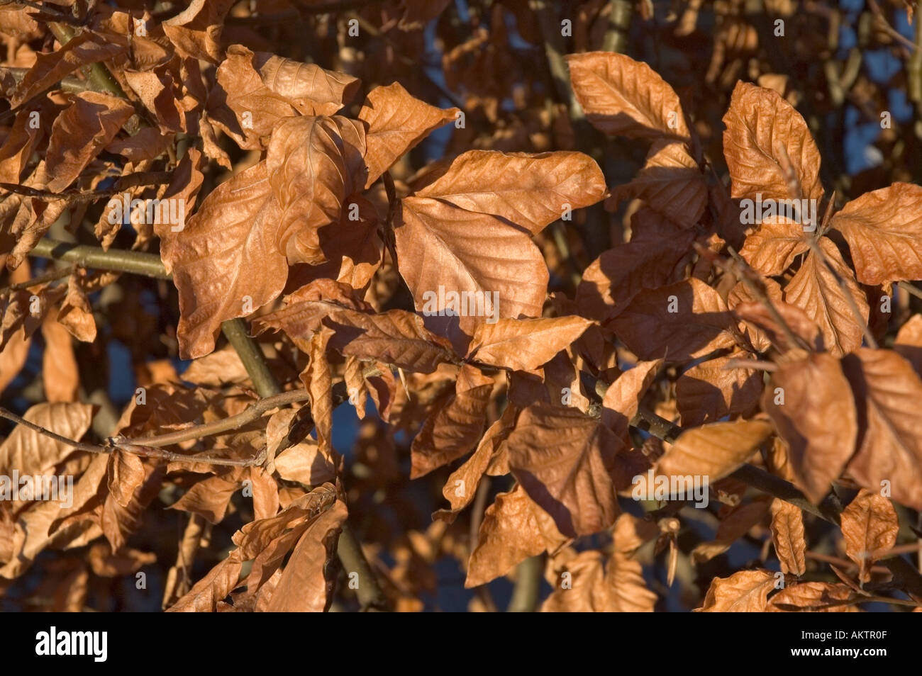 Beech hedge in winter Stock Photo - Alamy
