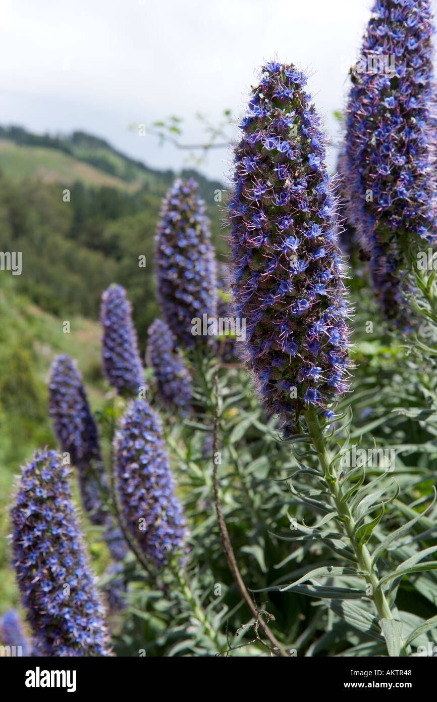 Madeira wildflower hi-res stock photography and images - Alamy