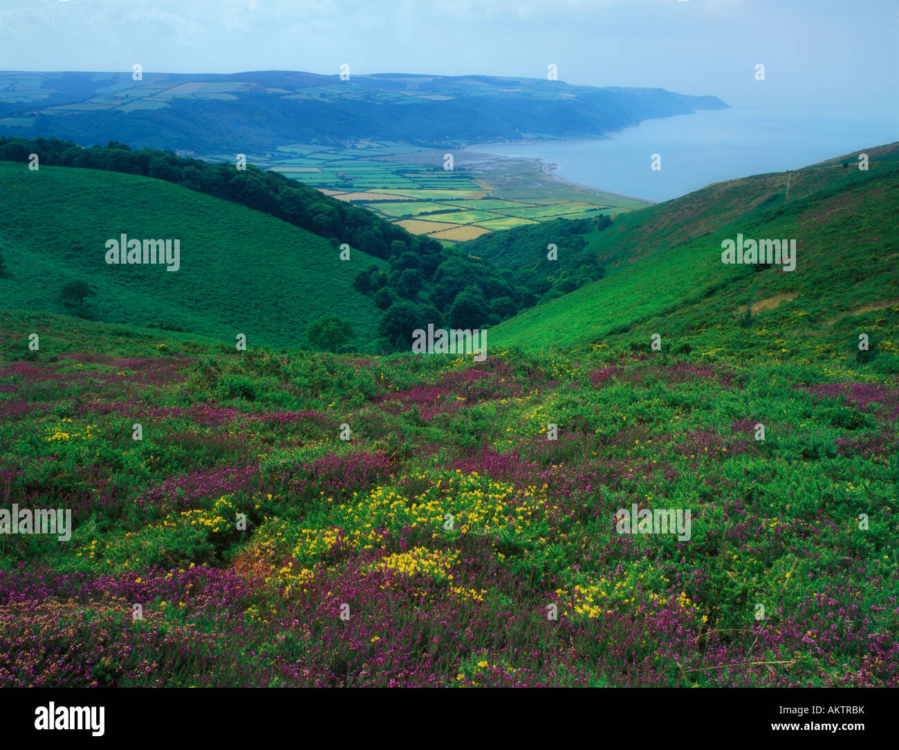 View to Porlock Vale from Bossington Hill Exmoor UK Stock Photo - Alamy