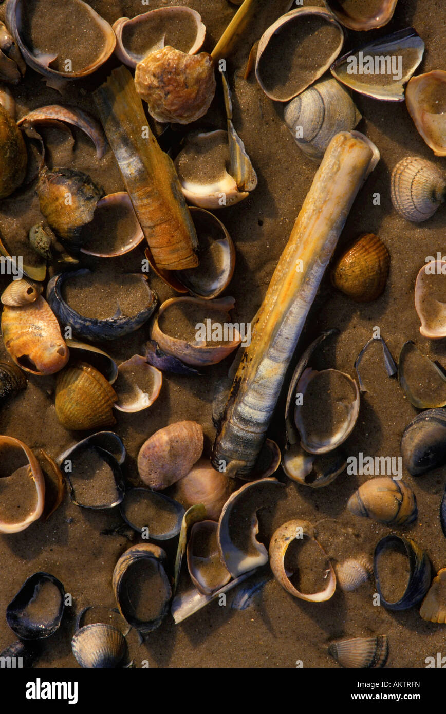 Shells on beach at Shell Bay Studland Dorset England UK Stock Photo - Alamy
