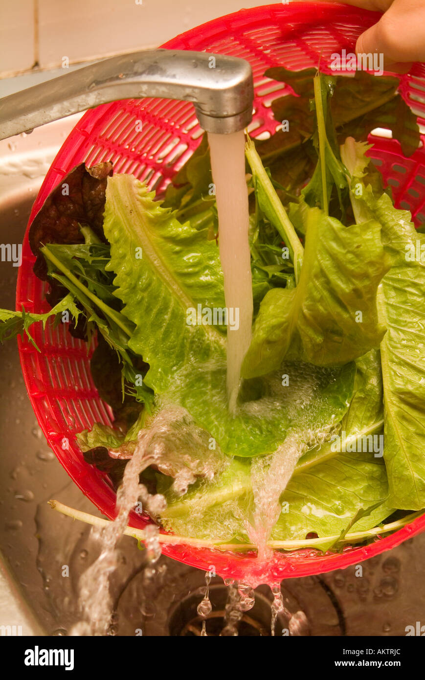 Washing lettuce and salad greens under running water Stock Photo - Alamy