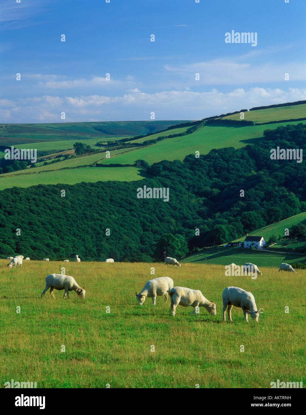 Sheep grazing on Porlock Common Exmoor England UK Stock Photo - Alamy