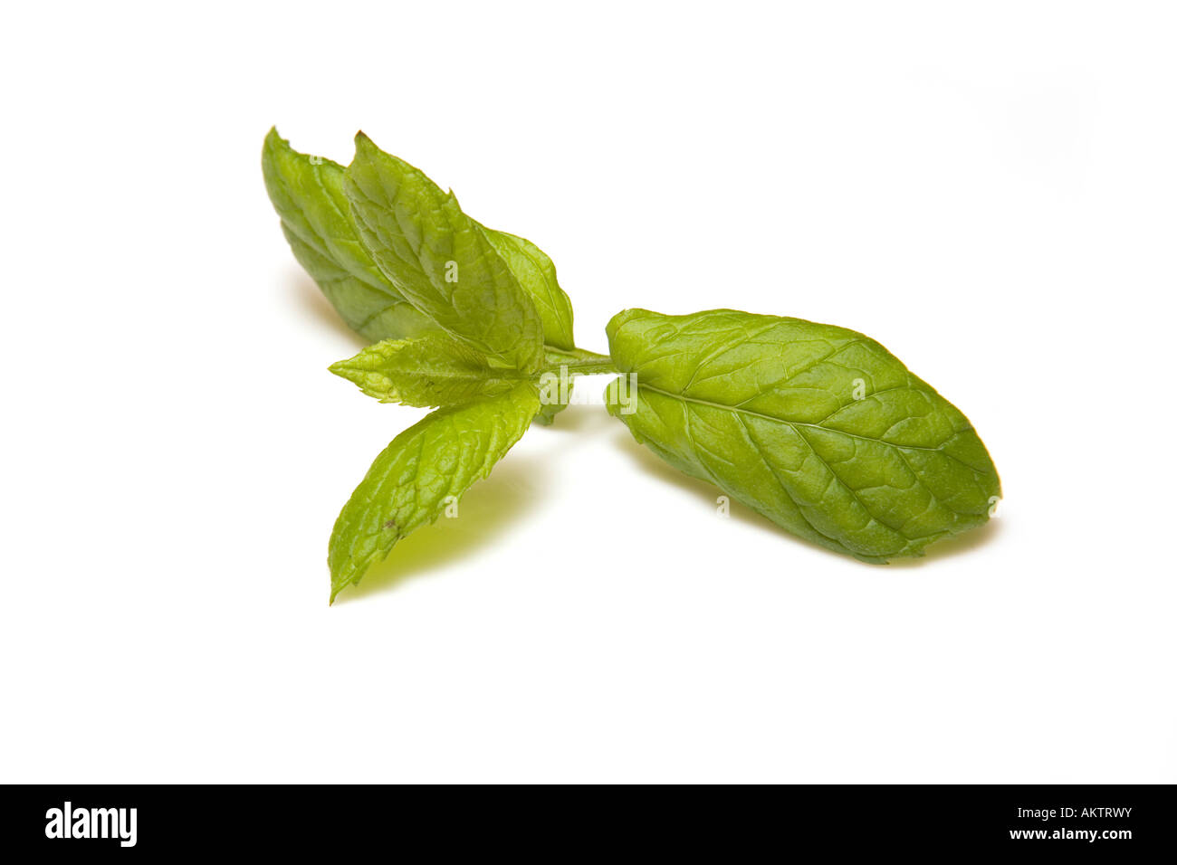 Sprig of mint isolated on a white studio background Stock Photo - Alamy