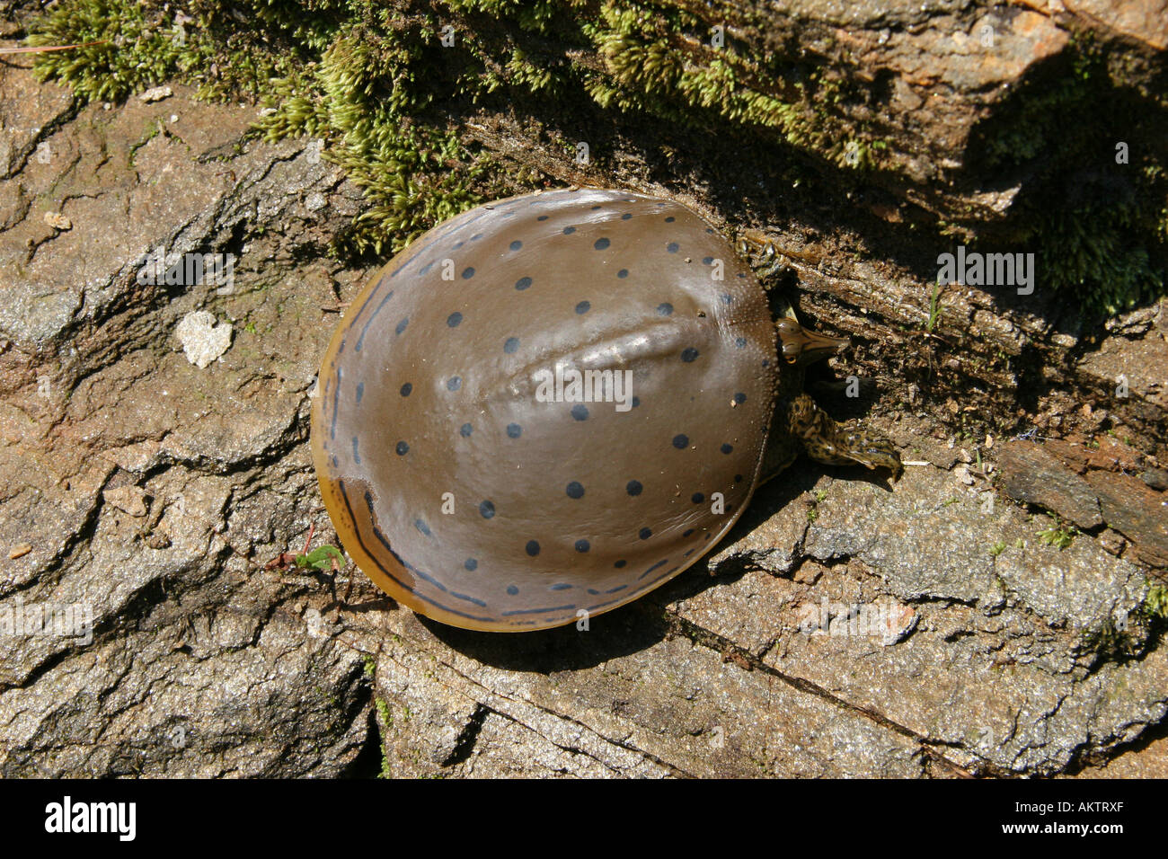 Spiny turtle hi-res stock photography and images - Alamy