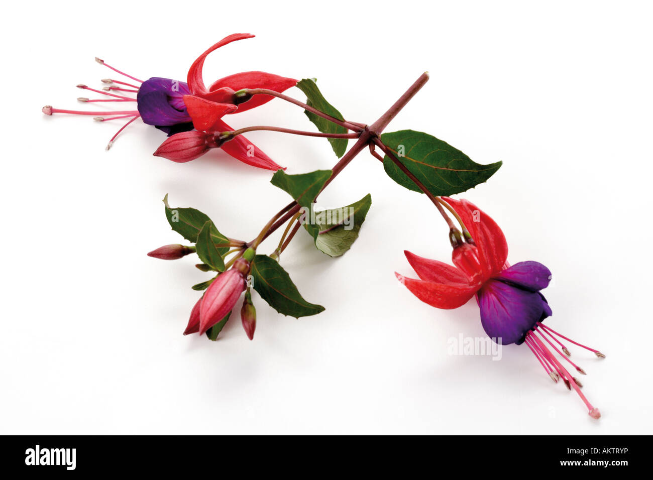 Fuchsias cut out hi-res stock photography and images - Alamy