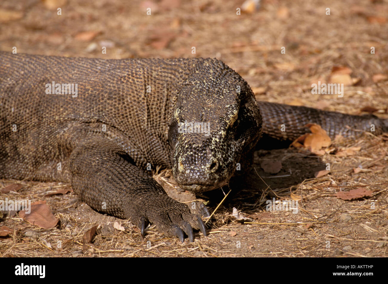 Asia, Indonesia, Komodo Island. Komodo Dragon (Varanus komodensis Stock ...