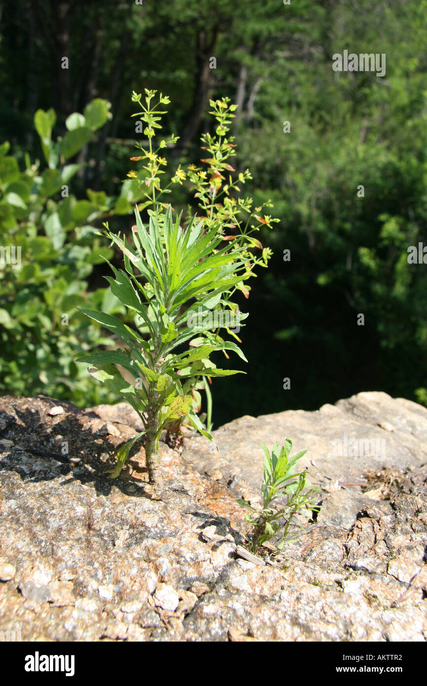 Plant growing in rock Stock Photo - Alamy