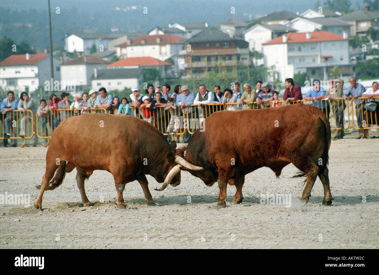 Traditional bull fighting in Fafe in the north of Portugal Two bulls ...
