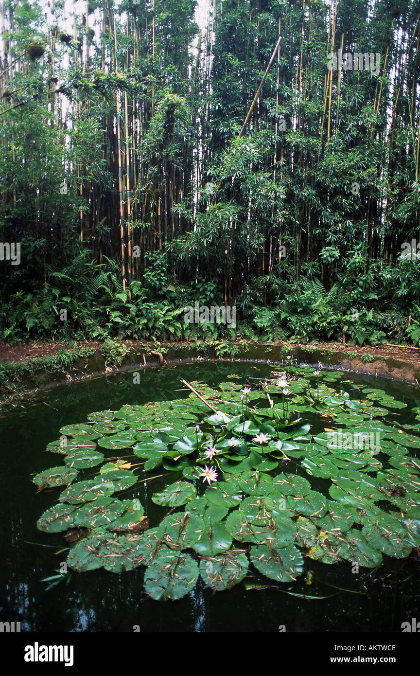 pond in tropical forest Stock Photo - Alamy