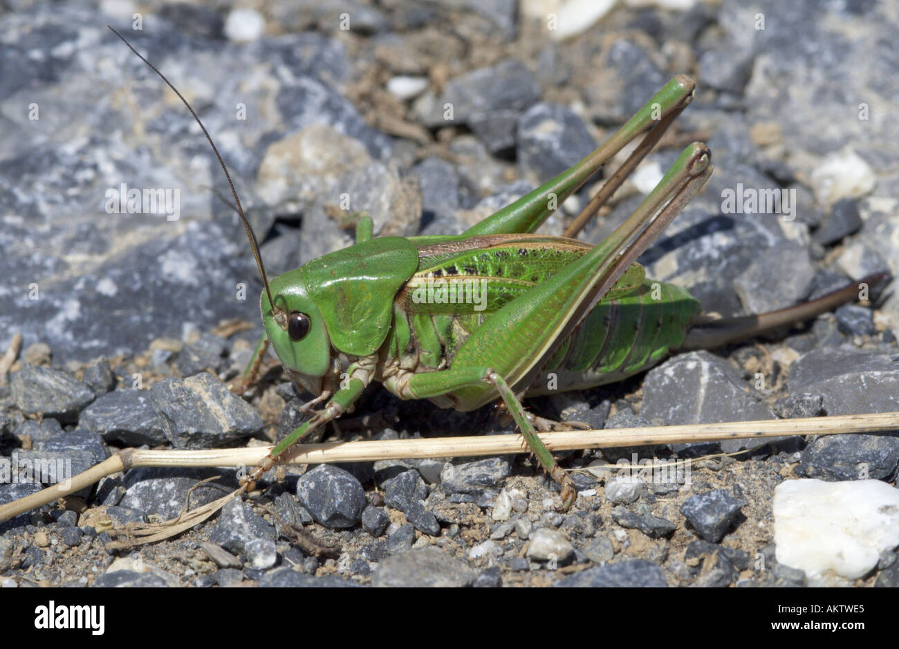 Grasshopper on rock hi-res stock photography and images - Alamy