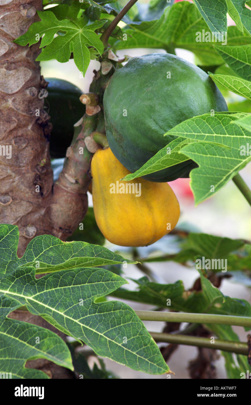 Papaw fruits with leaves hi-res stock photography and images - Alamy