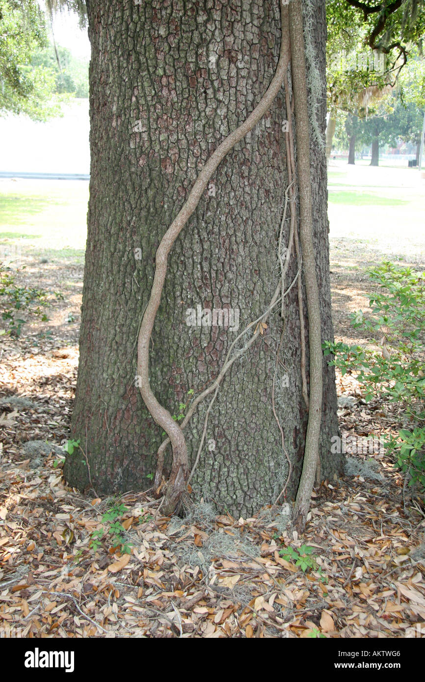 Virginia creeper vines on oak tree Savannah Georgia USA Stock Photo - Alamy