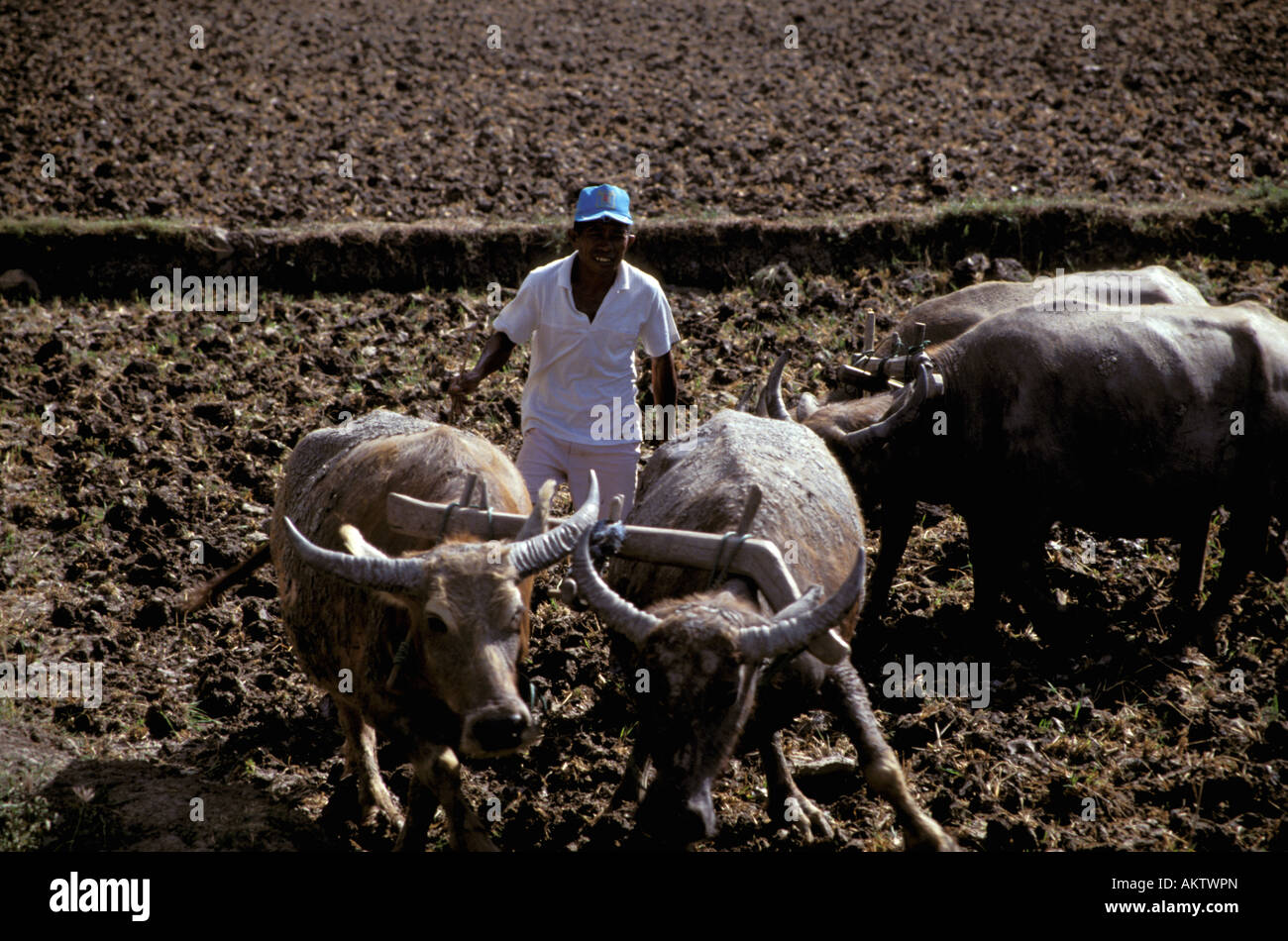 Asia, Indonesia, Bima. Water buffalo plowing Stock Photo - Alamy