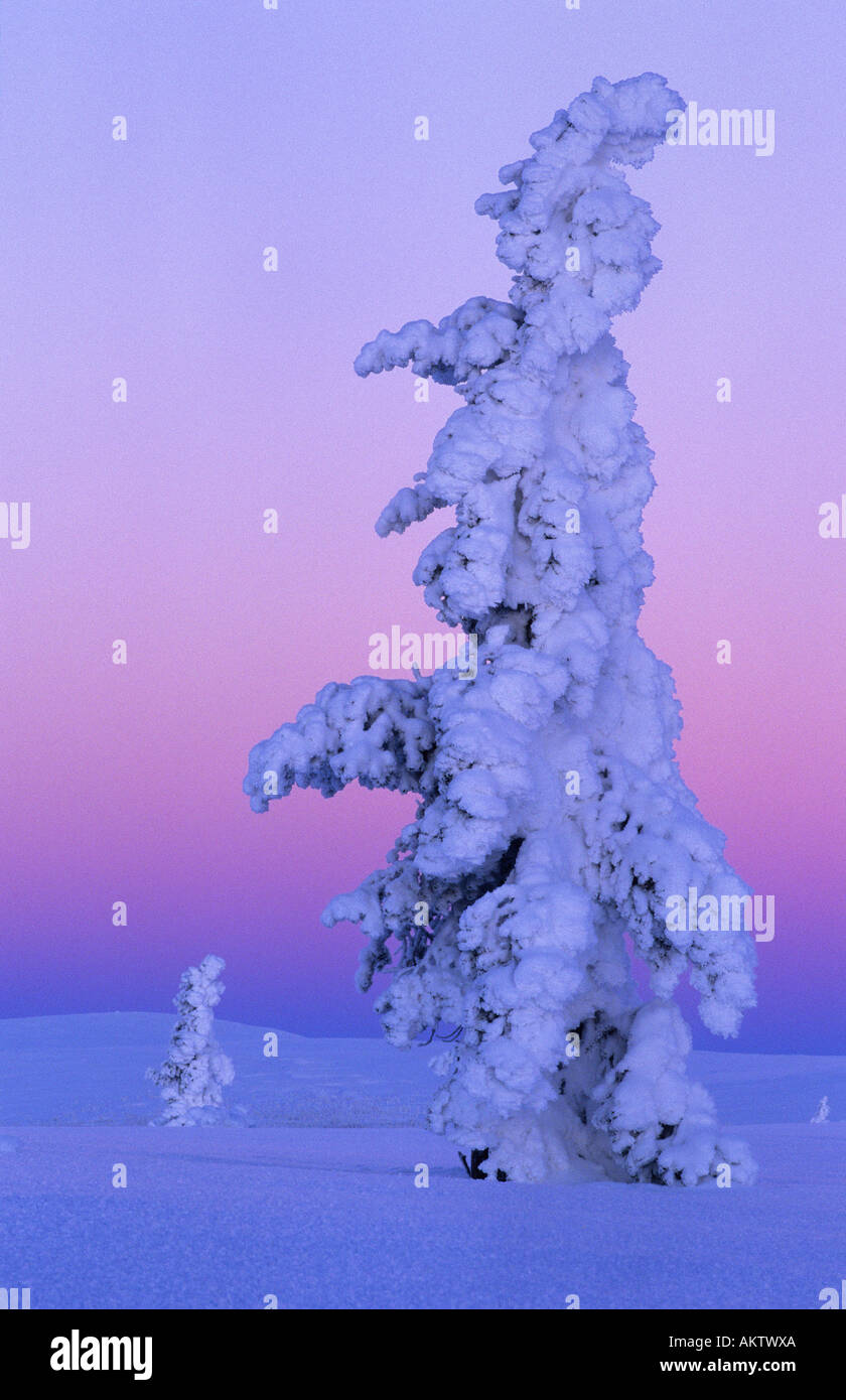 Frosty tree at sunrise Stock Photo - Alamy