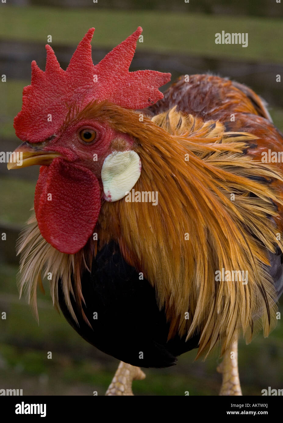 Portrait of a Cockerel Stock Photo - Alamy