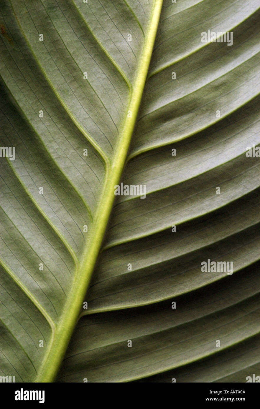 backside of leaf showing veins Stock Photo - Alamy