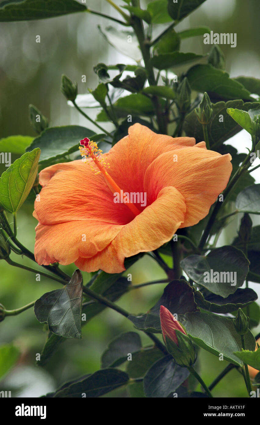 Hibiscus opening hi-res stock photography and images - Alamy