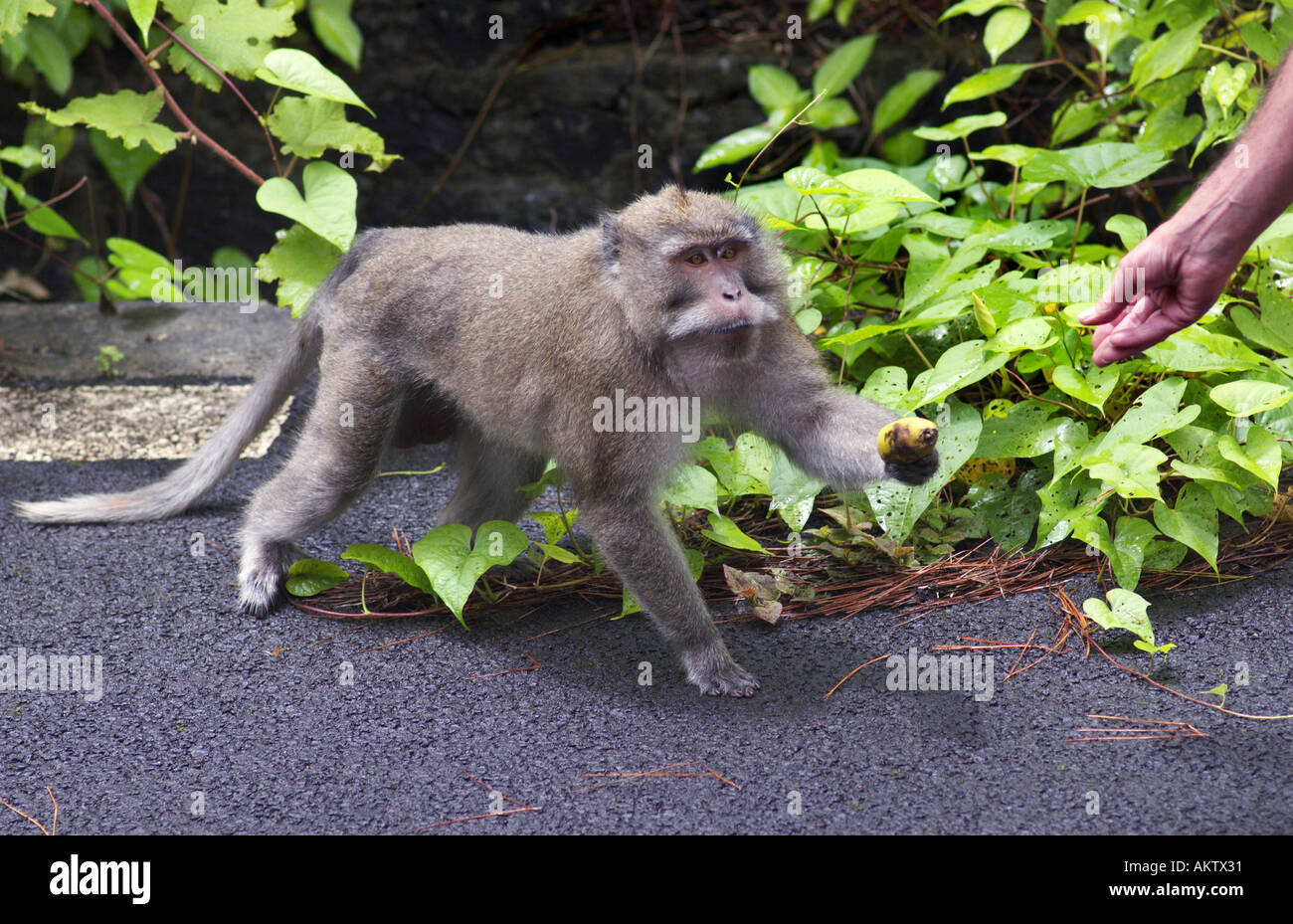 Macaque hand hi-res stock photography and images - Alamy