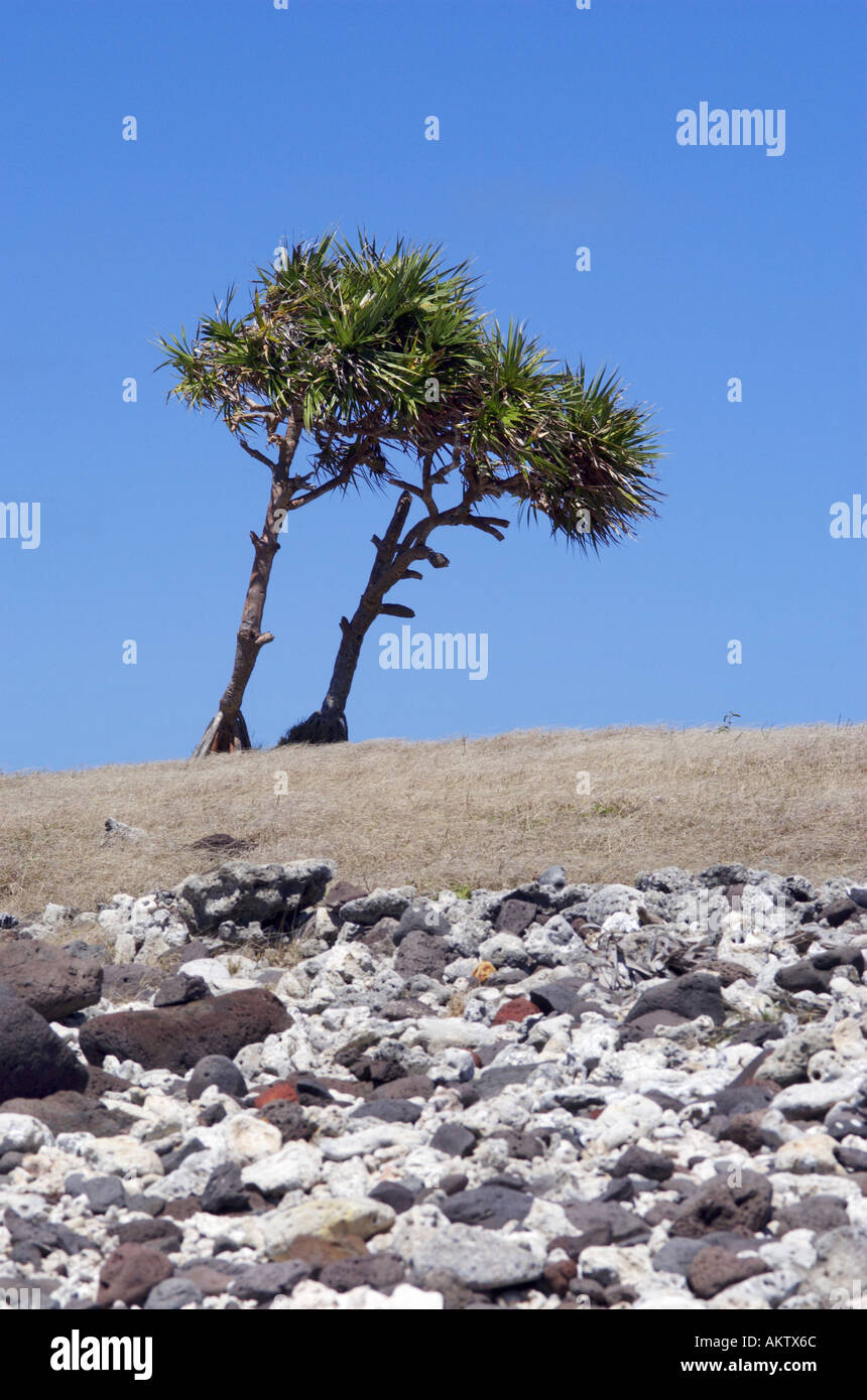 Vacoas plant tree hi-res stock photography and images - Alamy