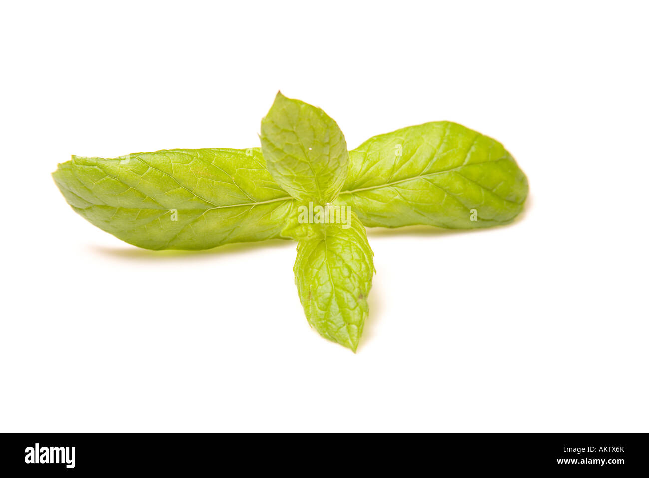 Sprig of mint isolated on a white studio background Stock Photo - Alamy