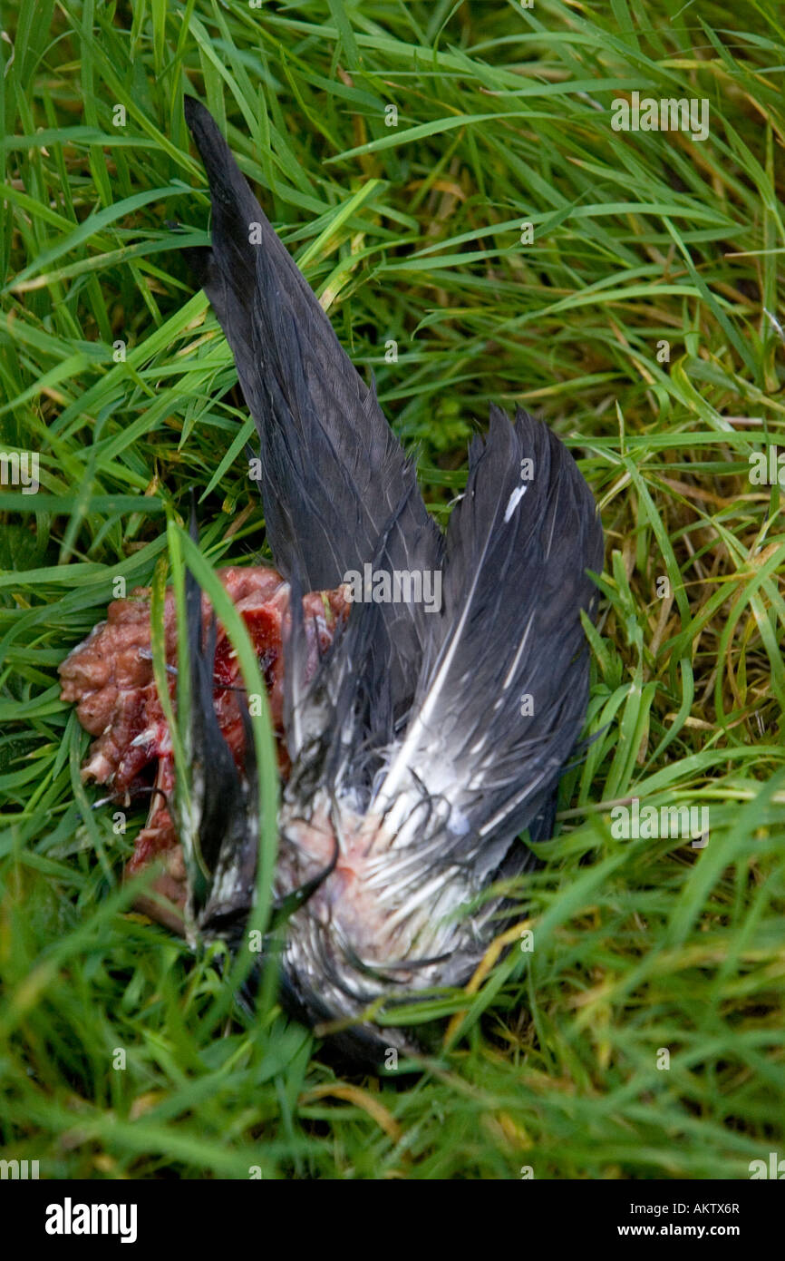 A dead bird Stock Photo - Alamy