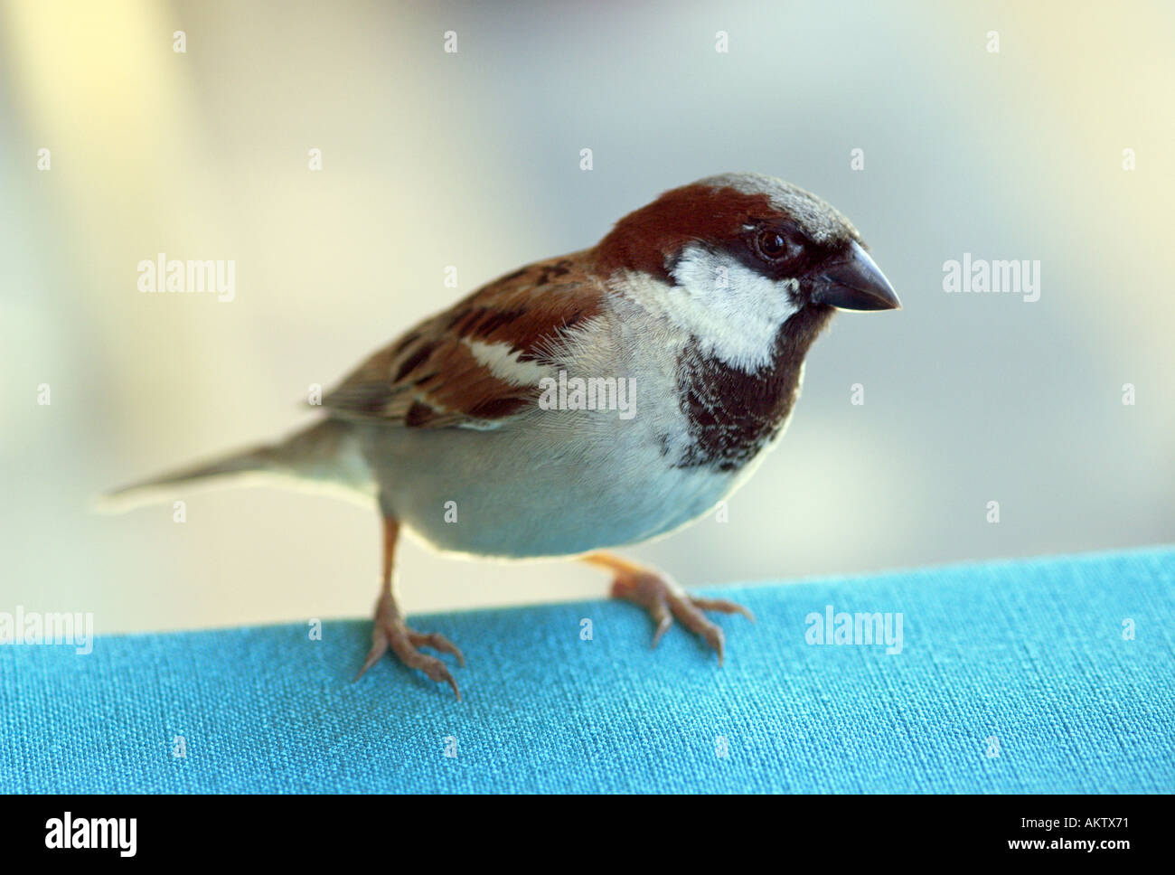 What is a sparrow hi-res stock photography and images - Alamy