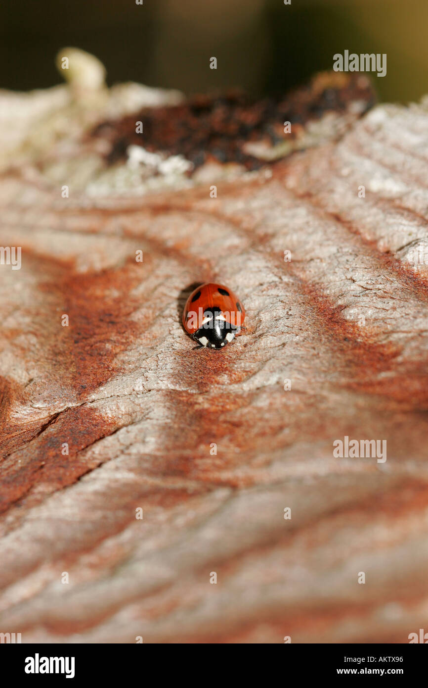 7 Spot Ladybird Coccinella 7 punctata on Wood Grain Stock Photo - Alamy